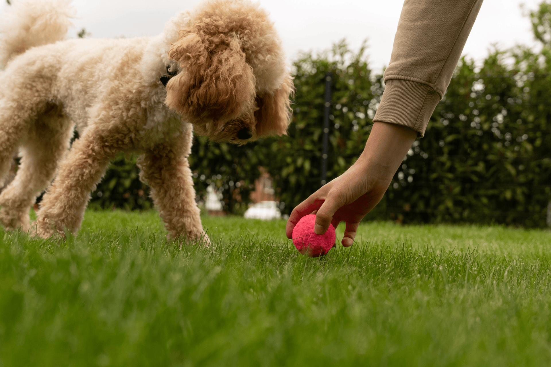 Virtually Indestructible Dog Balls That Actually Live Up to the Hype ...